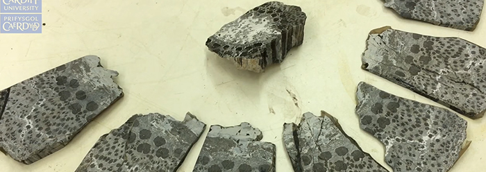 Earliest tree fossils found to be the most complex – Proclaim & Defend